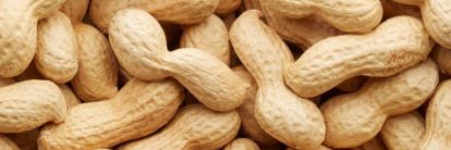 UGA Wild Peanut Lab