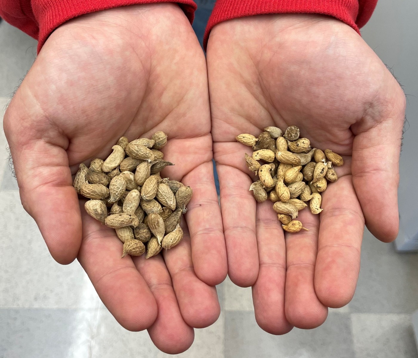 Research | UGA Wild Peanut Lab