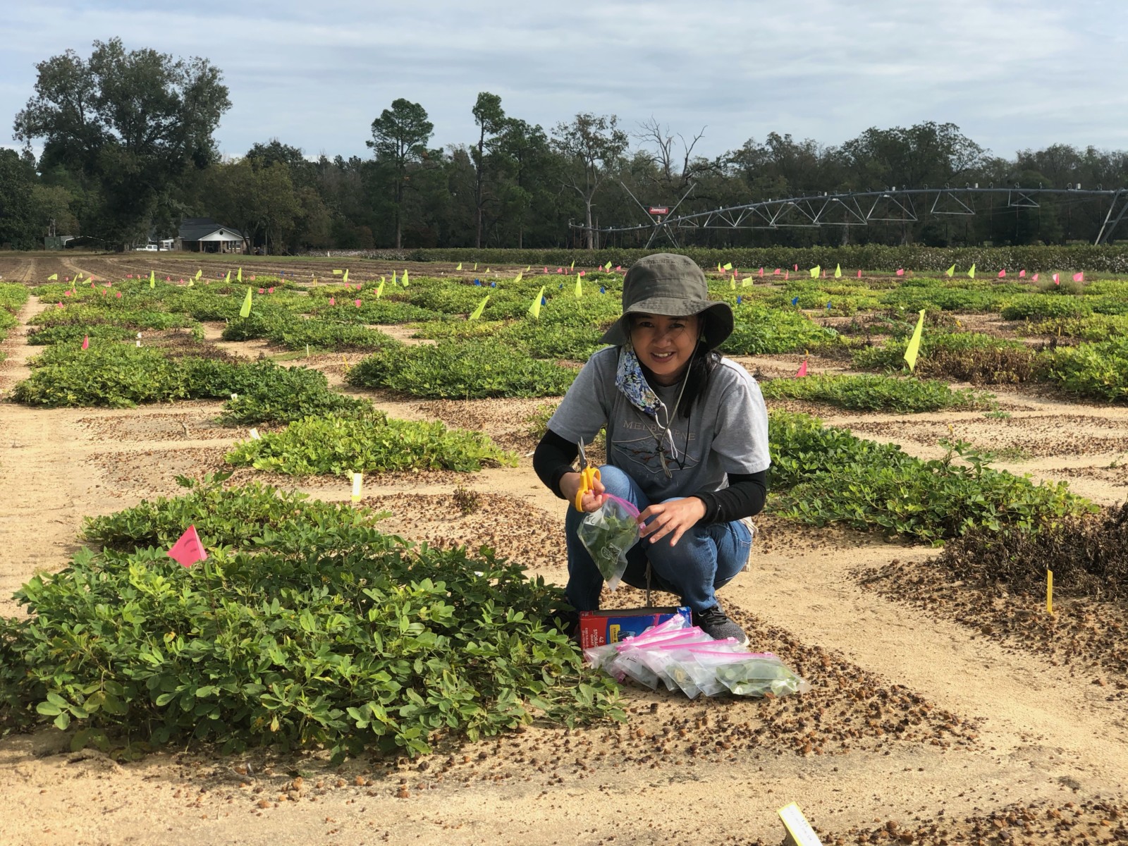 Research | UGA Wild Peanut Lab