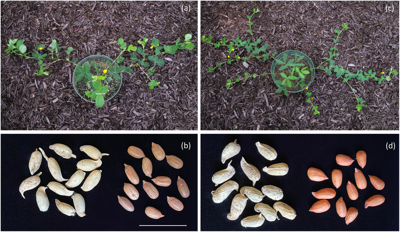 News | UGA Wild Peanut Lab